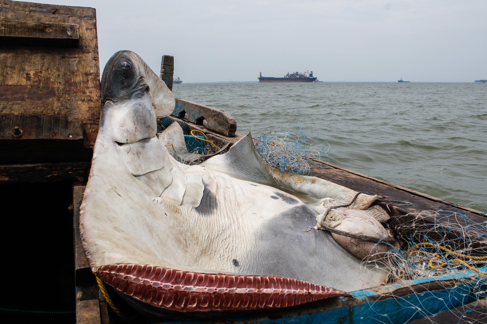 The invaluable Manta Rays and their hunt for The 30 Million Dollar ...