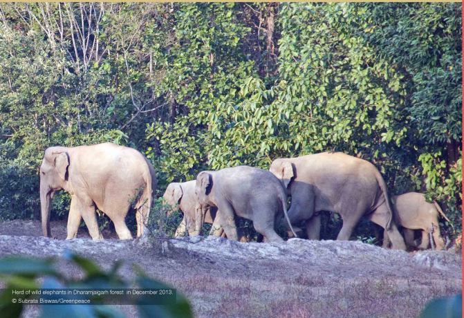 No Room for Hasdeo Elephants as Mining looms large on Lemru reserve ...